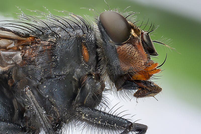 Macro Shot of a Fly with Amazing Details of a Face Stock Image - Image ...