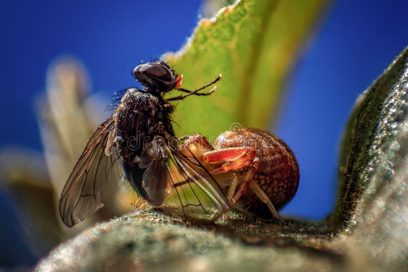 Macro Shot of a Fly Caught by a Spider. Stock Photo - Image of caught ...