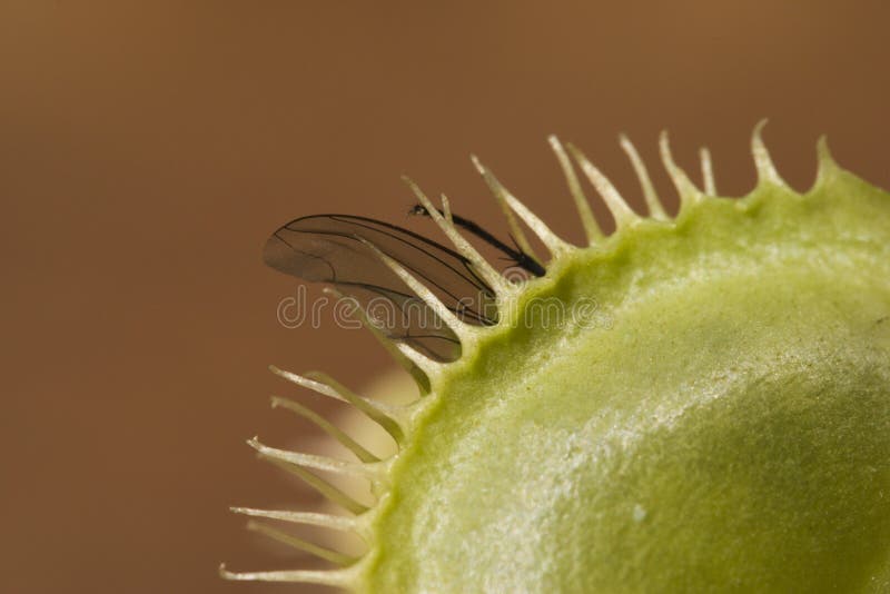 Macro Shot of Fly Caught by Venus Fly Trap Stock Photo - Image of ...