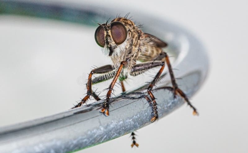 Macro Shot of a Fly with Compound Eyes Stock Image - Image of wildlife ...