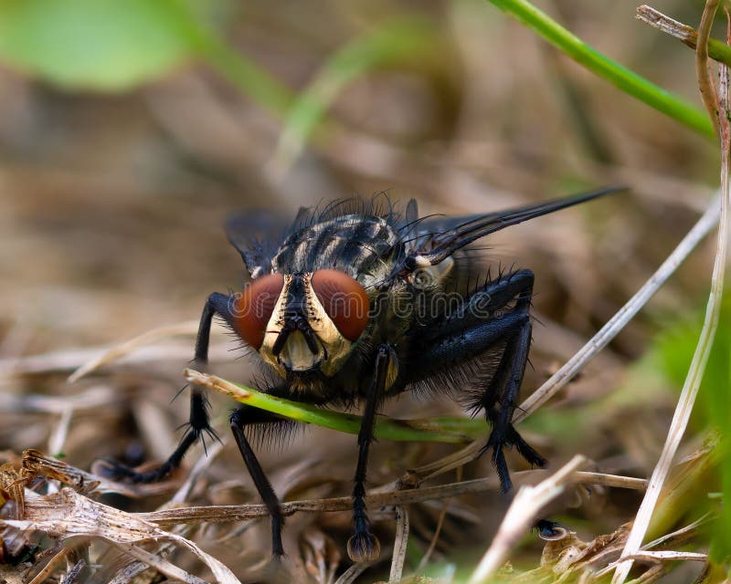 Macro Shot of a Fly on Dried Grass Stock Photo - Image of wildlife ...