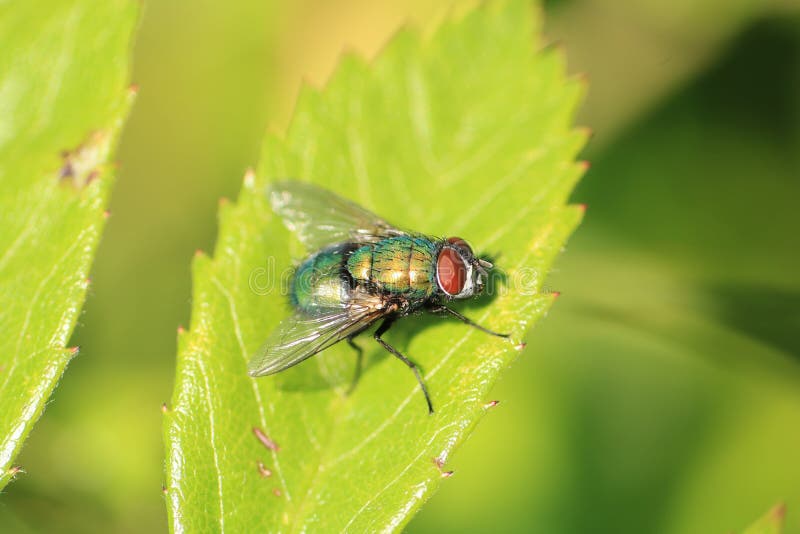 Macro shot of a fly stock image. Image of summer, nature - 199118581
