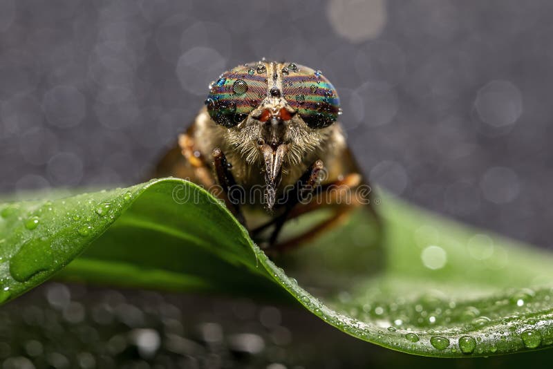 Macro Shot of Fly on a Green Leaf with Water Droplets Stock Image ...
