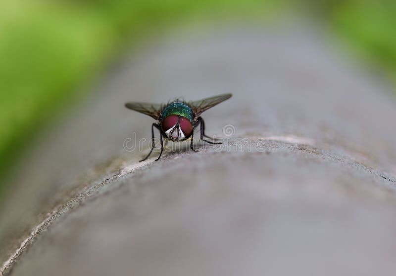 Macro Shot of a Fly Looking at the Camera Stock Image - Image of green ...