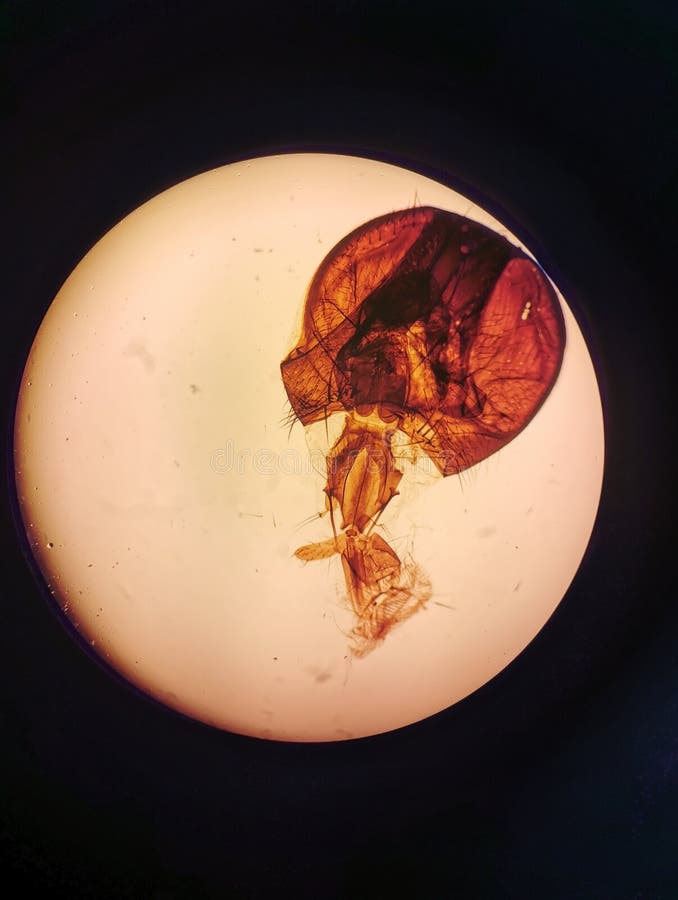 Macro Shot of a Fly Mouth Part Stock Photo - Image of technology ...