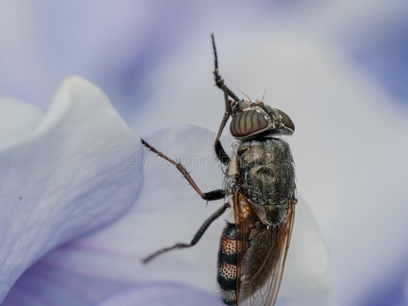 Macro Shot of a Fly on a Purple Flower Petal Stock Image - Image of ...