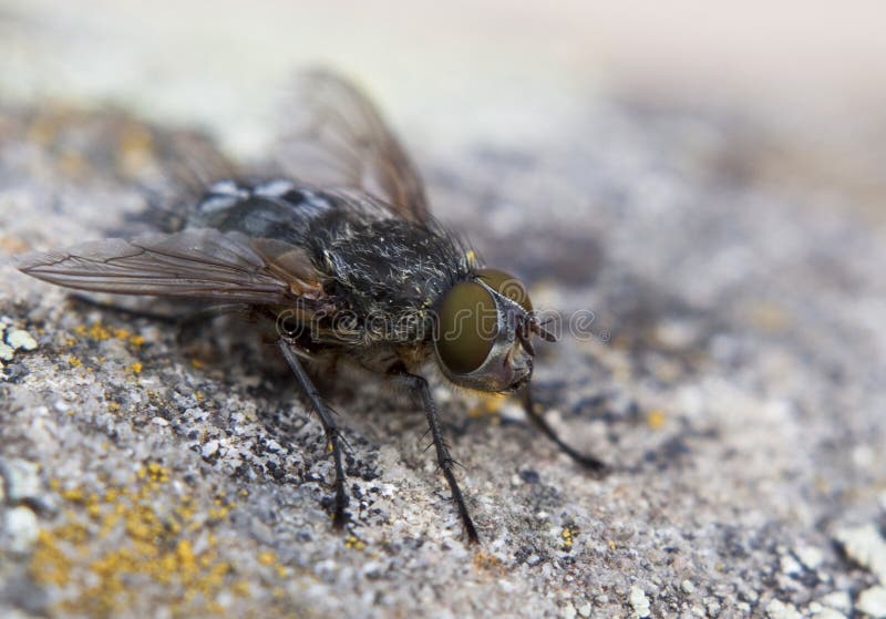 Macro Shot of Fly on Rock Surface Stock Image - Image of outdoor ...