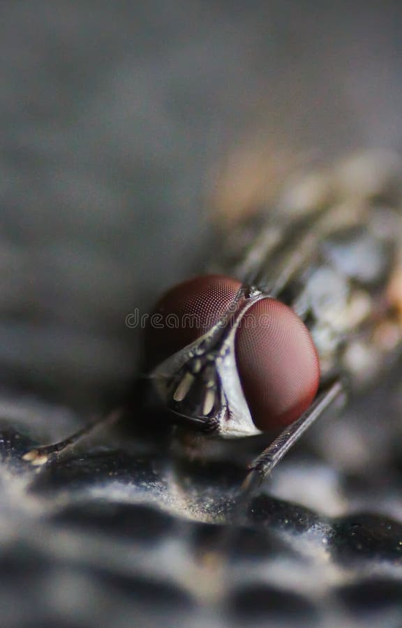 Macro shot of a fly stock image. Image of outdoor, anisotropy - 190750277