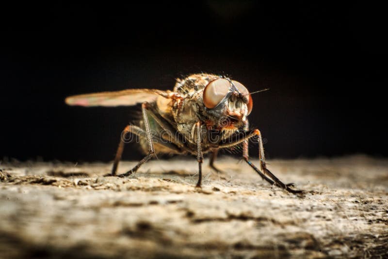 Macro Shot of a Fly on a Wooden Surface. Stock Image - Image of focus ...