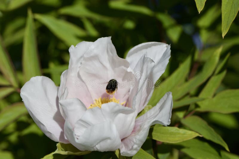 Macro Shot of Flying Bumblebee Collecting and Transporting Nectar and ...