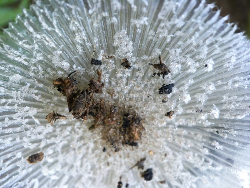 Macro Shot from Fog Drops on a Mushroom Stock Image - Image of nature ...