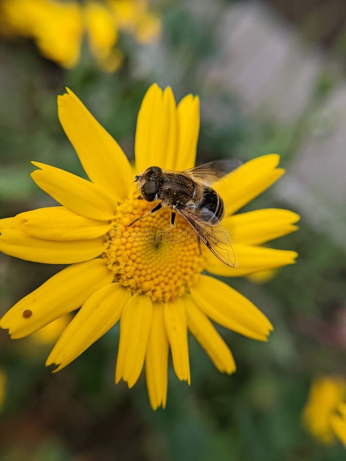 Macro Shot of a Forest Bee on a Yellow Daisy Stock Photo - Image of ...