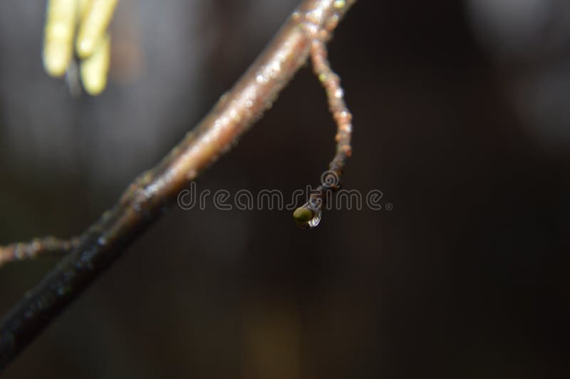 Macro Shot of Forest Details of Trees and Plants in Nature Stock Image ...