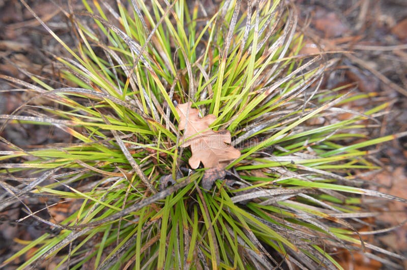 Macro Shot of Forest Details of Trees and Plants in Nature Stock Photo ...