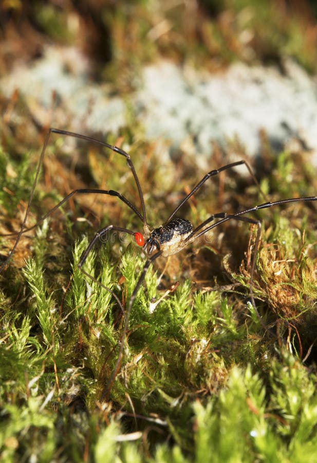 Macro Shot of Forest Spider Stock Photo - Image of flora, wildlife ...