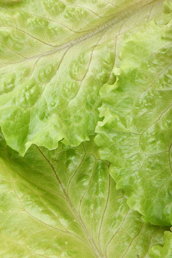 Macro Shot. Fresh Lettuce with Water Drops As Background. Lettuce ...