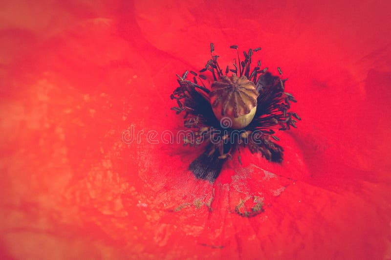 Macro Shot of a Fresh Red Poppy Flower Center Stock Photo - Image of ...