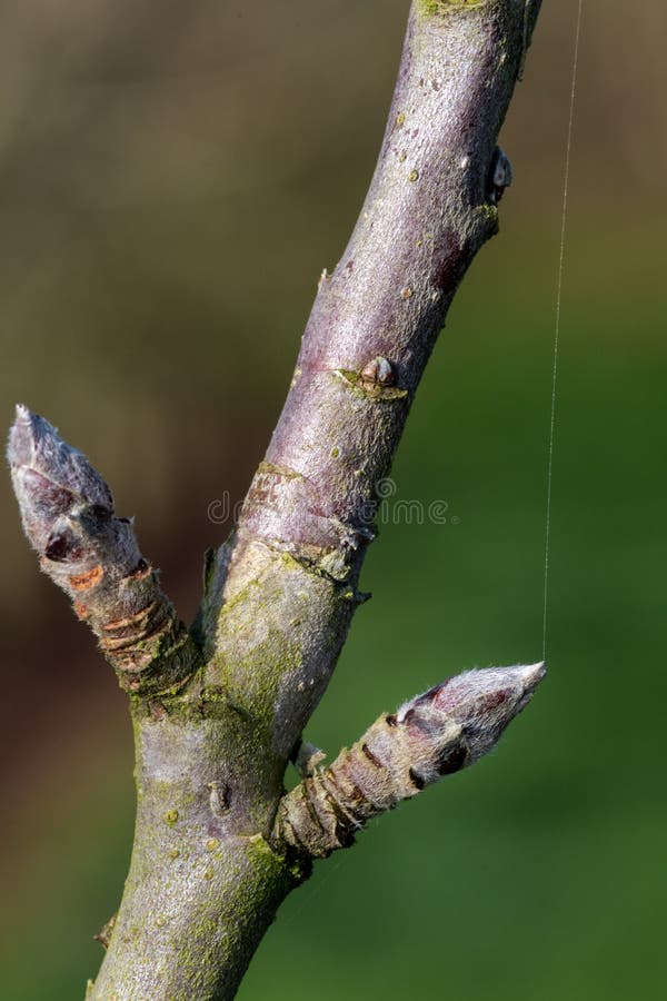 Apple fruit bud stock photo. Image of closeup, botany - 169910420
