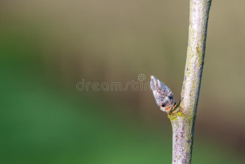 Apple fruit bud stock photo. Image of nature, outdoors - 169910428