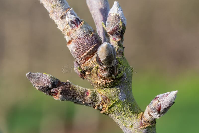 Apple fruit bud stock photo. Image of colour, extreme - 169910646