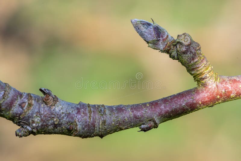 Apple fruit bud stock photo. Image of outdoor, outdoors - 169910688