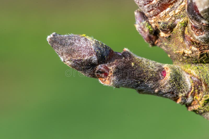 Apple fruit bud stock image. Image of extreme, closeup - 169910695
