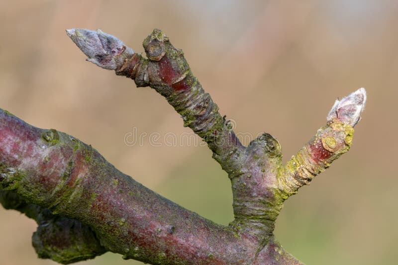 Apple fruit bud stock image. Image of buds, agricultural - 170127637