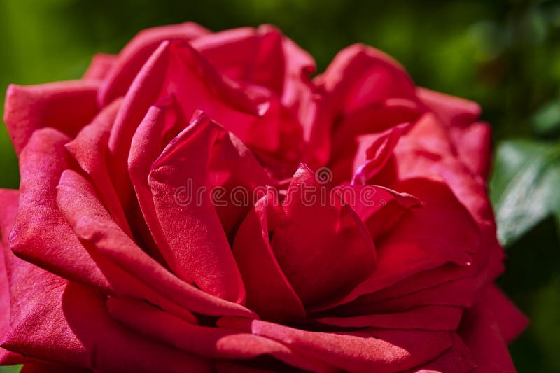 Macro Shot of a Fully Opened Red Rose Stock Image - Image of flower ...