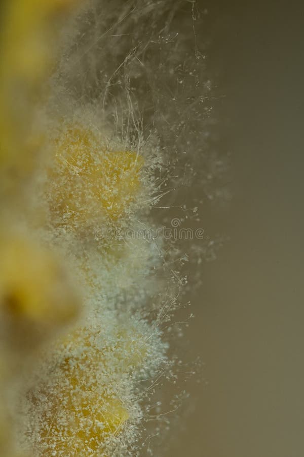 Macro Shot of Fungi Growing on Expired Curry Under the Lights Stock ...