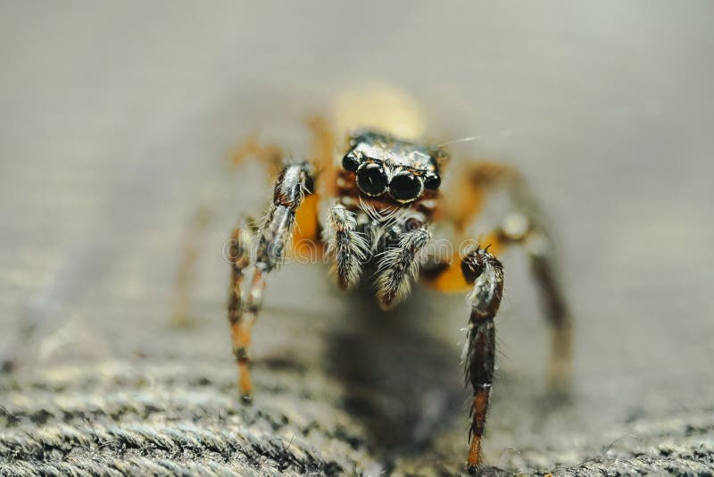 Macro Shot of a Fuzzy Spider Crawling on a Fabric Surface Stock Photo ...