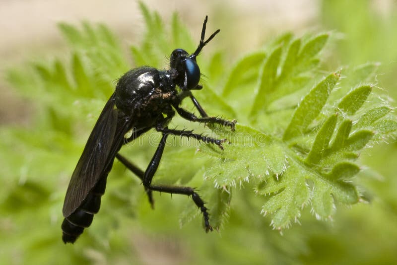 Gadfly on dandelion stock photo. Image of macro, brimse - 8678882
