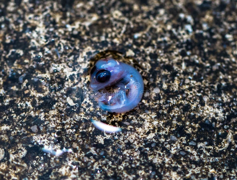Macro Shot of a Gecko Embryo after the Egg Broke Stock Photo - Image of ...