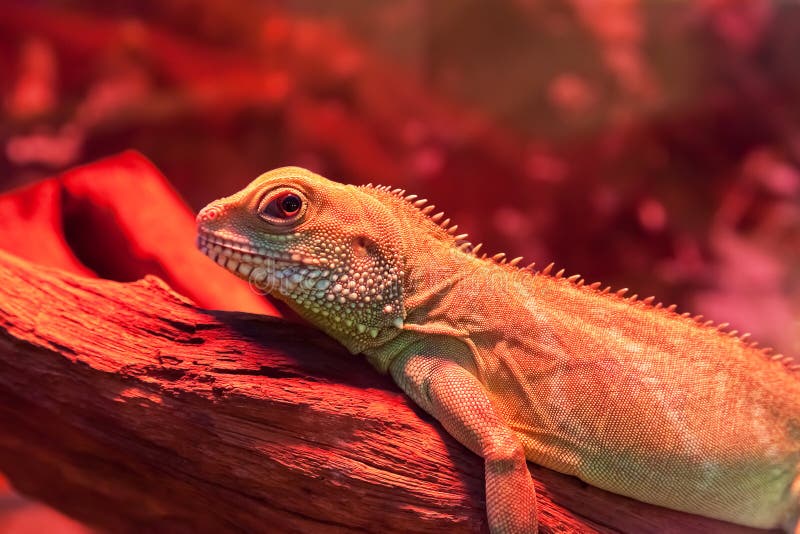 1,551 Goanna Stock Photos - Free & Royalty-Free Stock Photos from ...