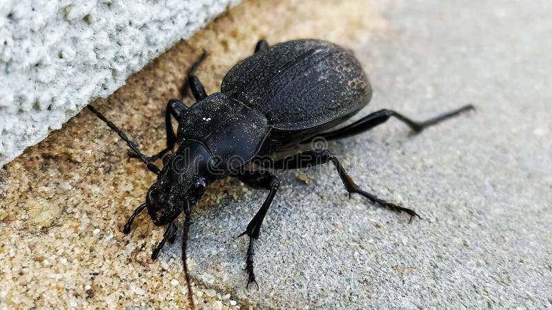 Macro Shot of a Goat Ground Beetle Stock Image - Image of beetle ...
