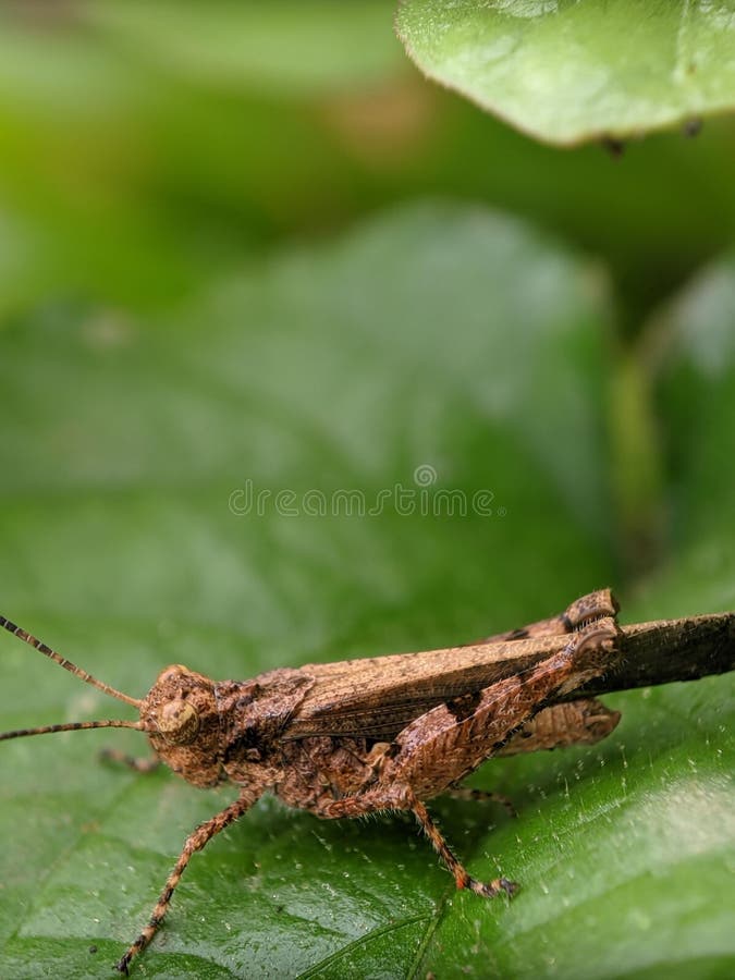 Macro Shot of a Gomphocerus Sibiricus on a Leaf Stock Image - Image of ...