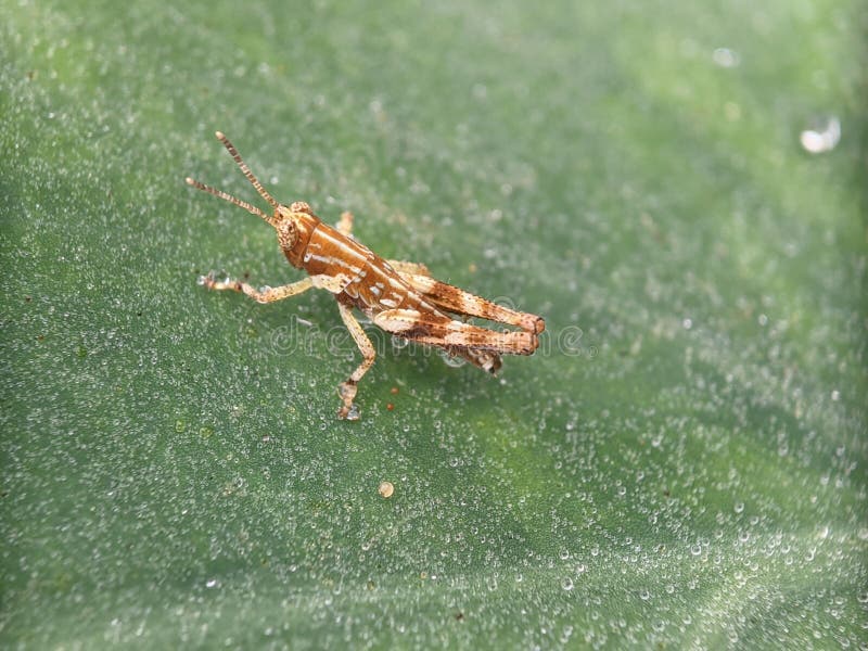 Gomphocerus Sibiricus Stock Photos - Free & Royalty-Free Stock Photos ...