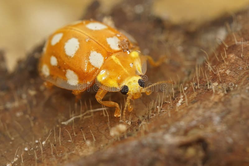 Macro Shot of a Gorgeous Orange Ladybug with Big Black Eyes on a Brown ...