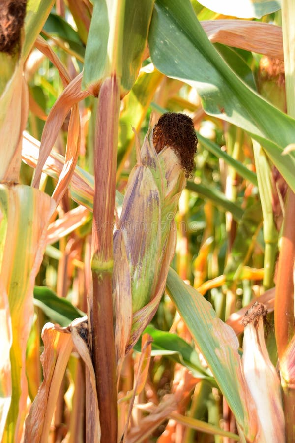 Macro Shot of Colorful Grain of Corn in the Field Stock Image - Image ...