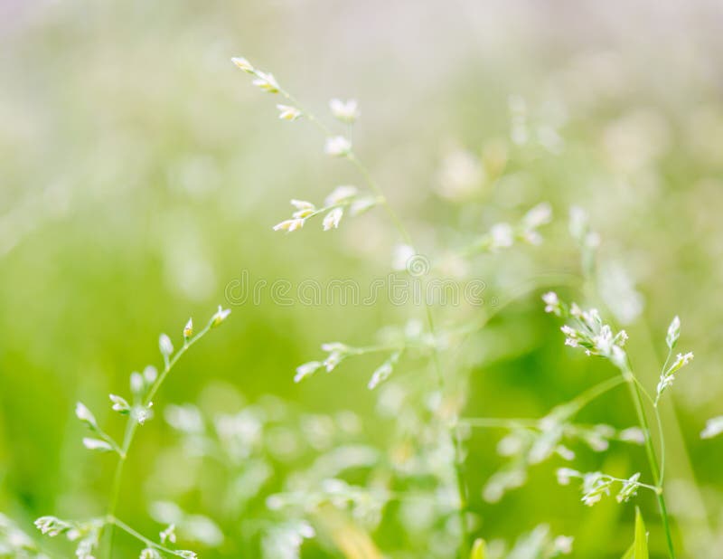 Macro Shot of Grass with Seeds Stock Photo - Image of field ...