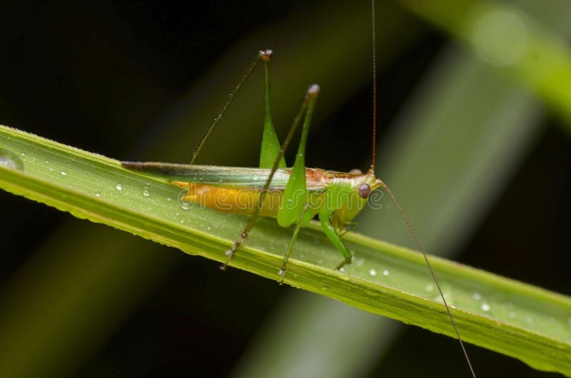 Grasshopper stock photo. Image of background, garden - 186783416