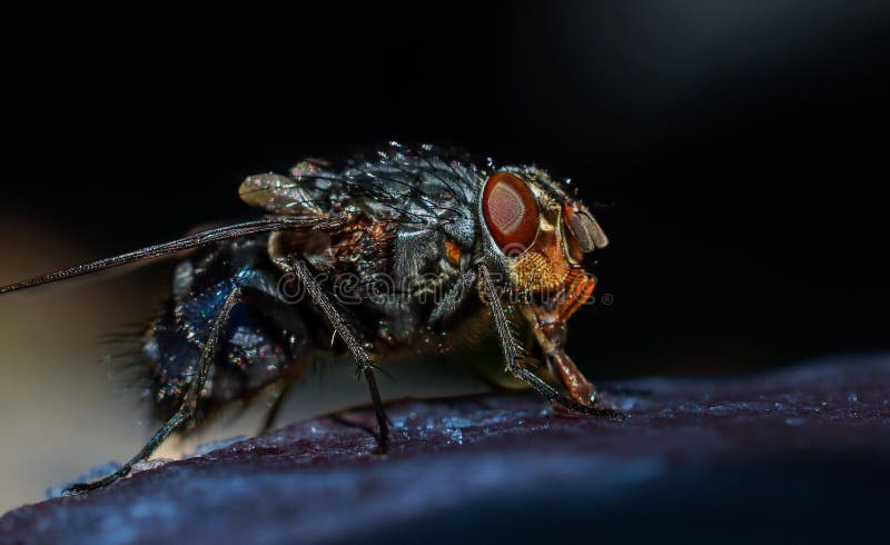 Macro Shot of a Gray Fly with Red Eyes on a Wet Surface Stock Image ...