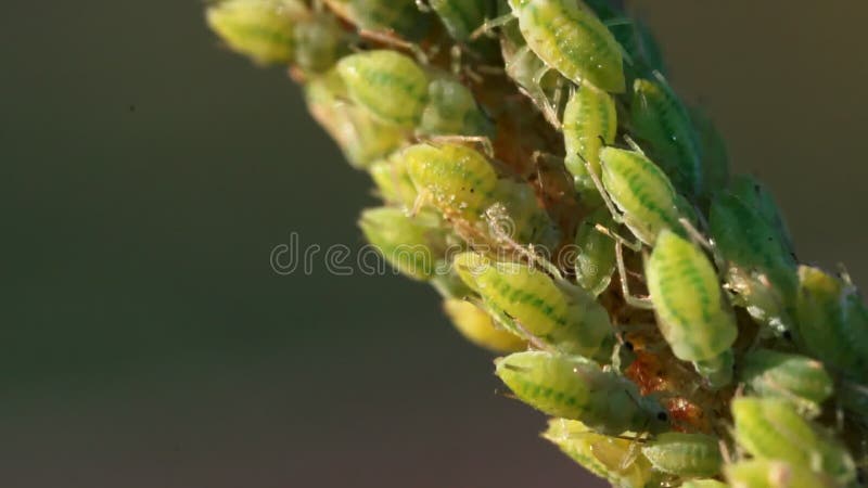 Green Aphids Damage the Plant. a Colony of Pests on the Stem and Leaves ...