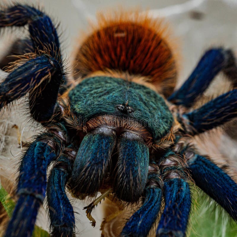 Macro Shot of a Green Bottle Blue Tarantula Stock Photo - Image of ...