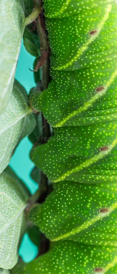 1,780 Insect Skin Texture Stock Photos - Free & Royalty-Free Stock ...