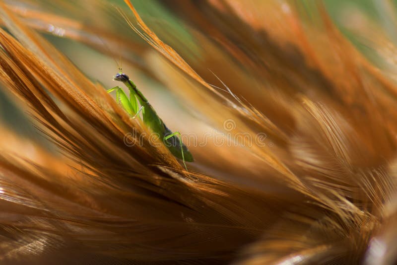 Macro Shot of Green Praying Mantis Stock Photo - Image of antennae ...