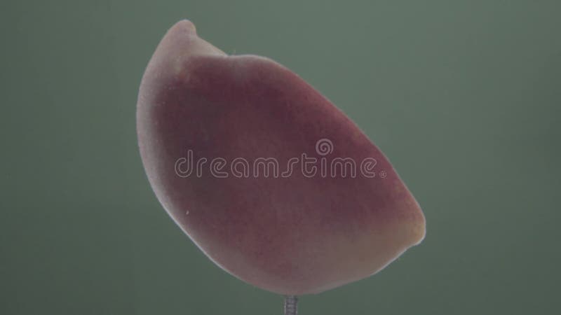 Peach Rotating with Loop on Green Screen for Chroma Key Stock Footage ...