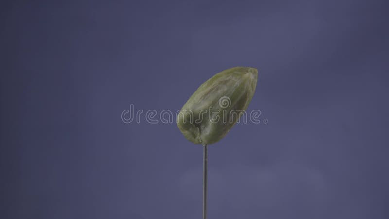 Pistachio Rotating with Loop on Blue Screen for Chroma Key Stock ...