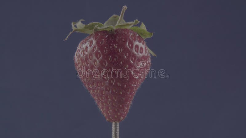 Strawberry Rotating with Loop on Blue Screen for Chroma Key Stock ...