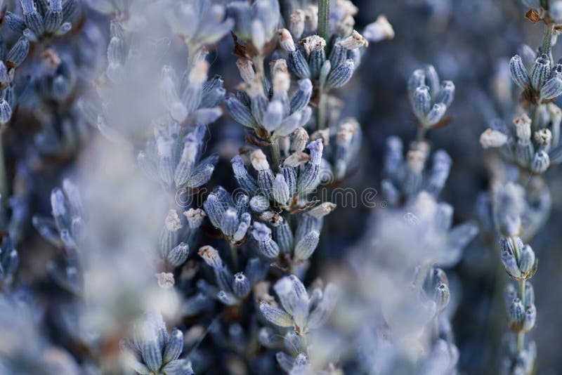 Macro Shot of a Group of Lavender Plants Stock Image - Image of beauty ...