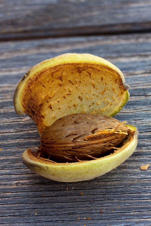 Macro Shot of a Half-open Almond Fruit Stock Photo - Image of stands ...